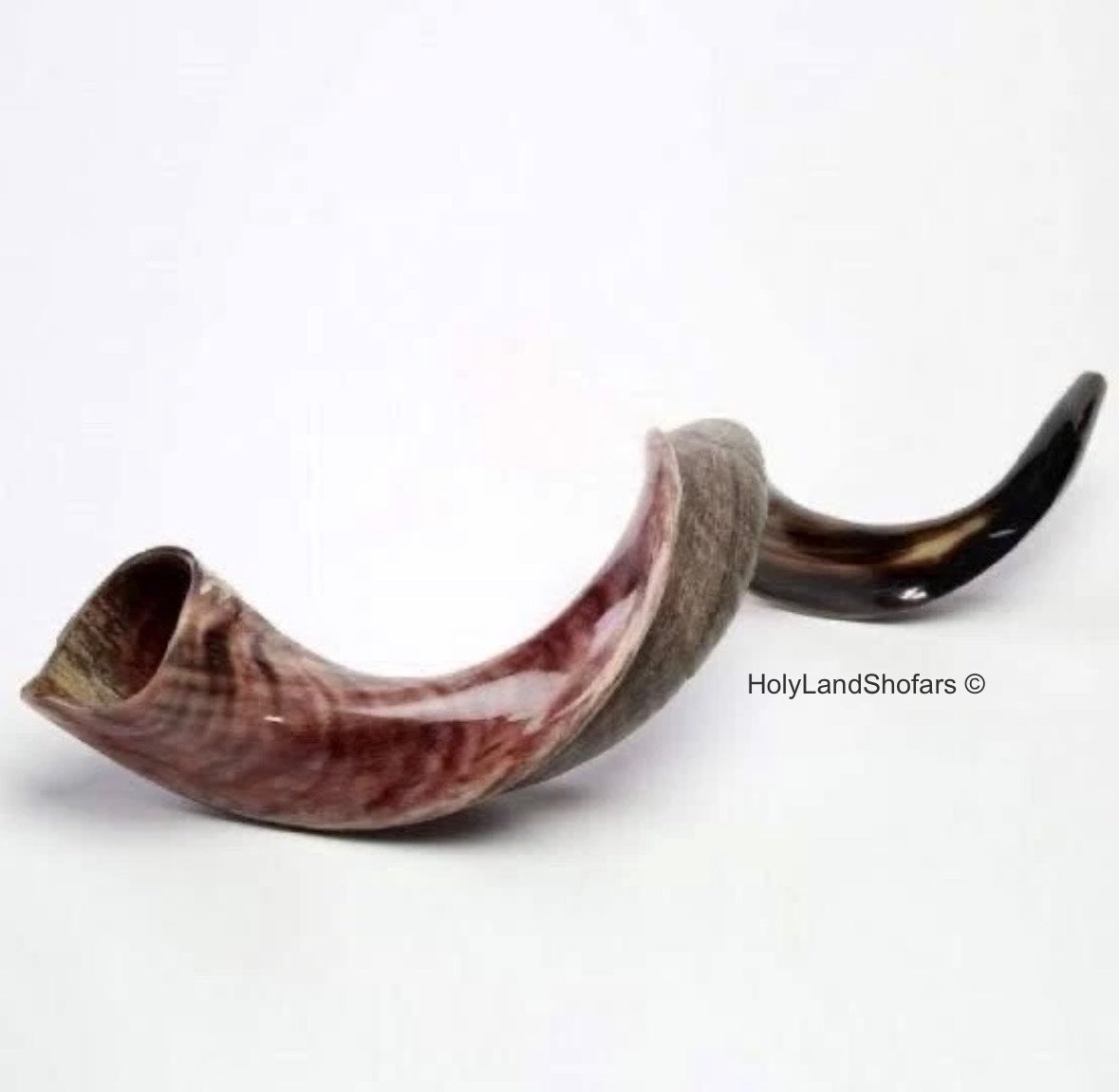 Yemenite Shofar Kudu Horn 31”-35”/ 35”-41” XL New Kosher Half Polished ...